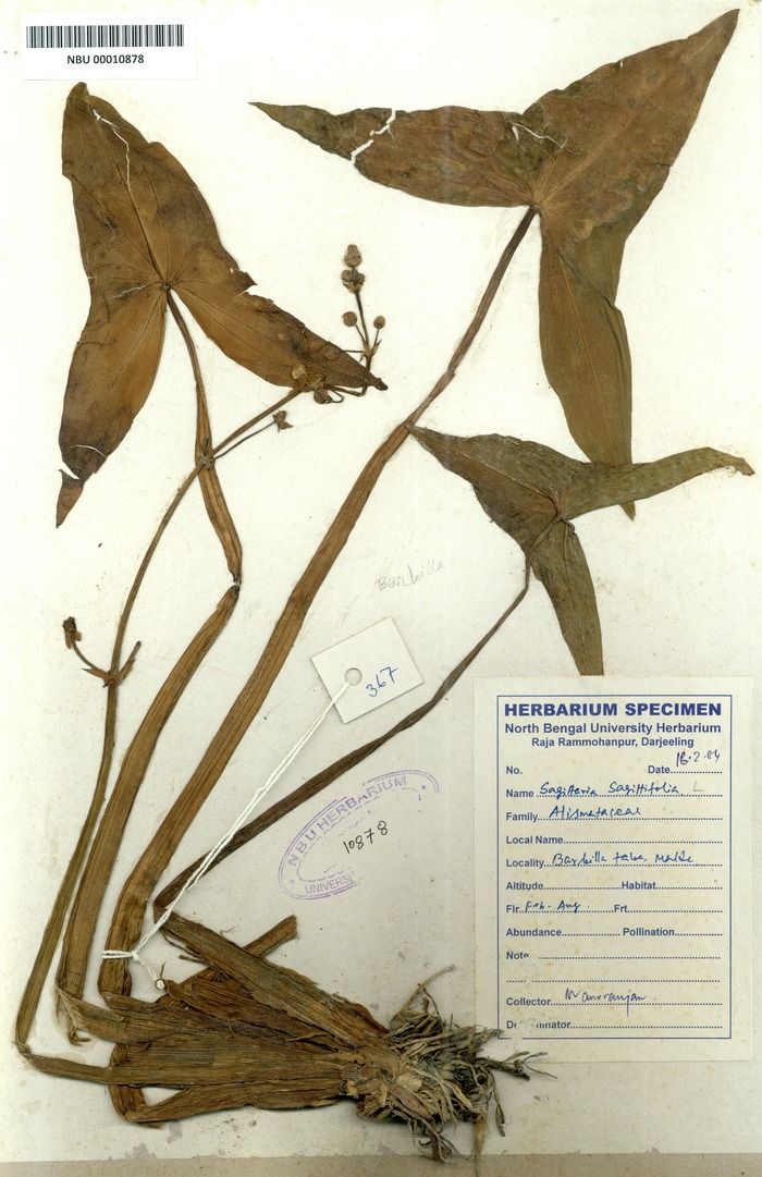 Sagittaria sagittifolia L. – NBU Herbarium